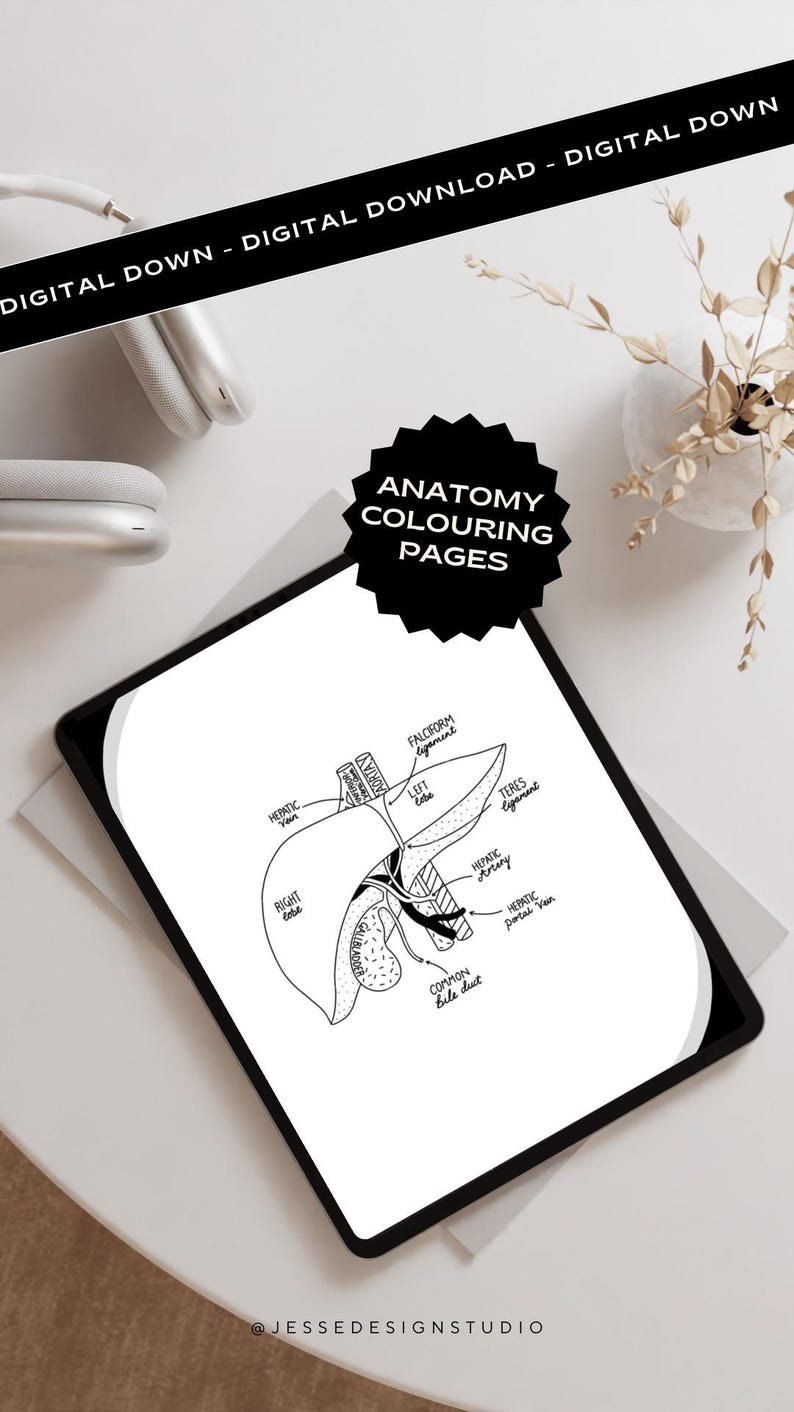 Human Liver Anatomy Colouring Page: Medical Student Worksheet (digital ...