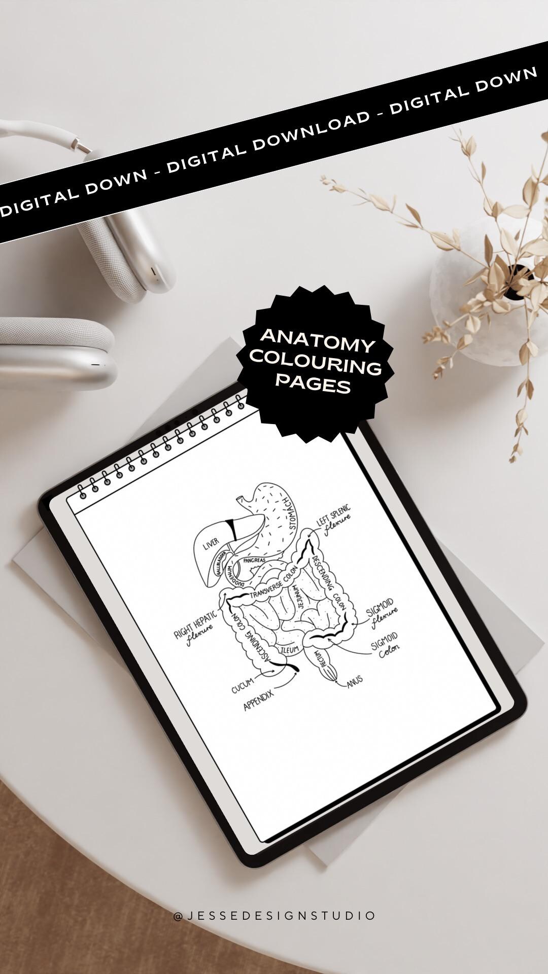 Digital Anatomy Educational Colouring Page Study Sheet for Student ...