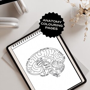 Human Brain Anatomy Colouring Page, Nurse Resource (digital Download ...