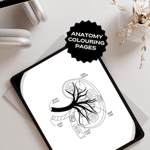 Digital Anatomy Colouring Page Instant Download Educational Study Guide ...