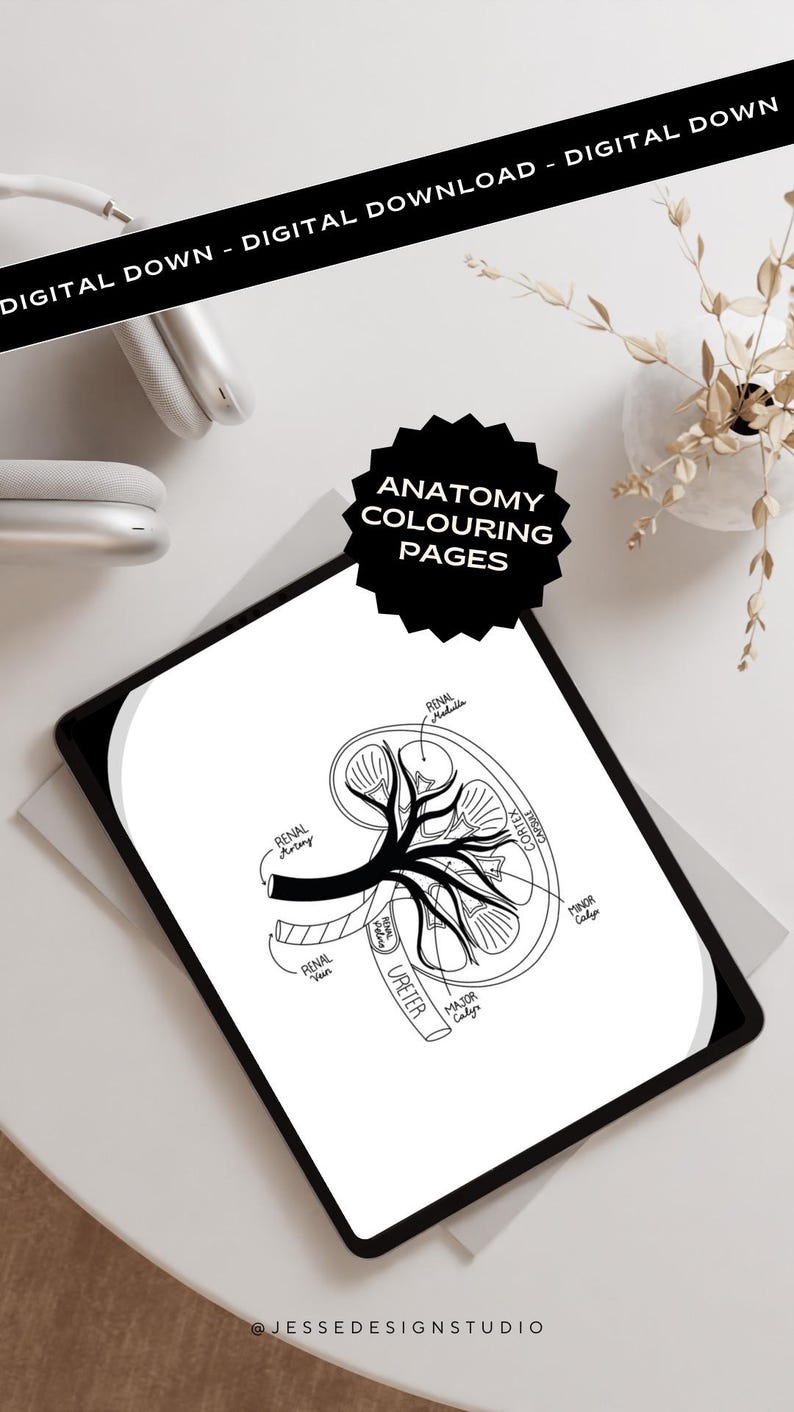 Digital Anatomy Colouring Page Instant Download Educational Study Guide ...