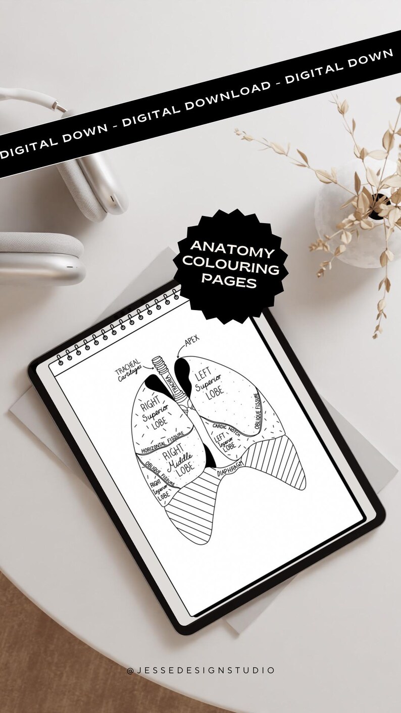 Anatomy Graphic Digital Download Colouring Sheet for College Student ...