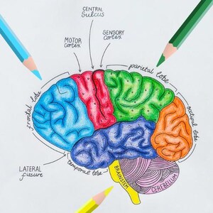 Human Brain Anatomy Colouring Page, Nurse Resource (digital Download ...