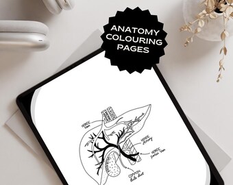 Anatomy Art Colouring Page for Students and Medical Professionals ...