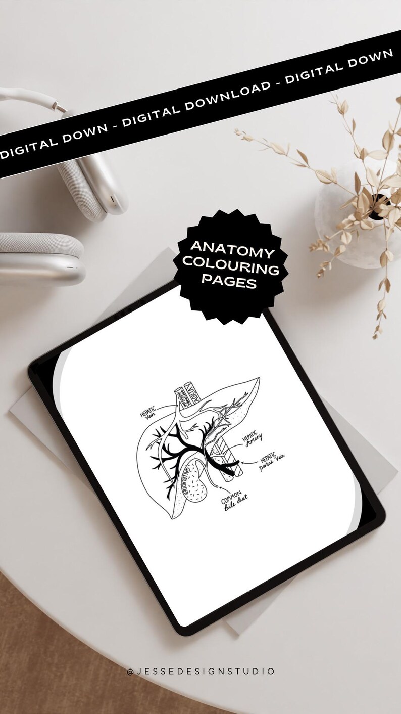 Human Liver Anatomy Colouring Page: Medical Student Worksheet (digital ...