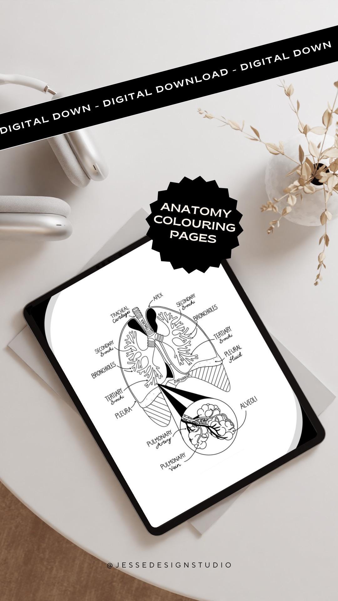 Digital Anatomy Educational Colouring Page Study Page for Students ...