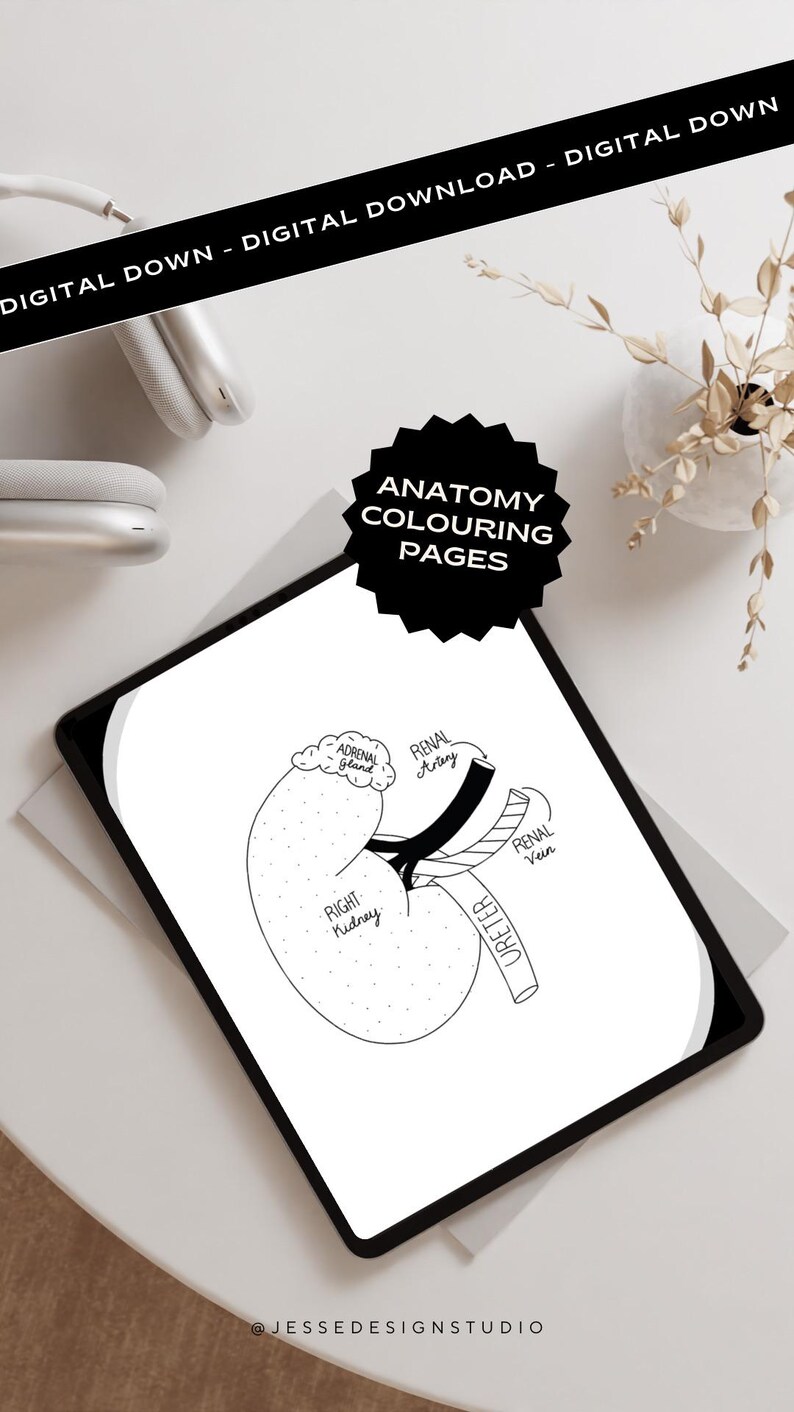 Digital Anatomy Colouring Page Instant Download Educational Study Guide ...