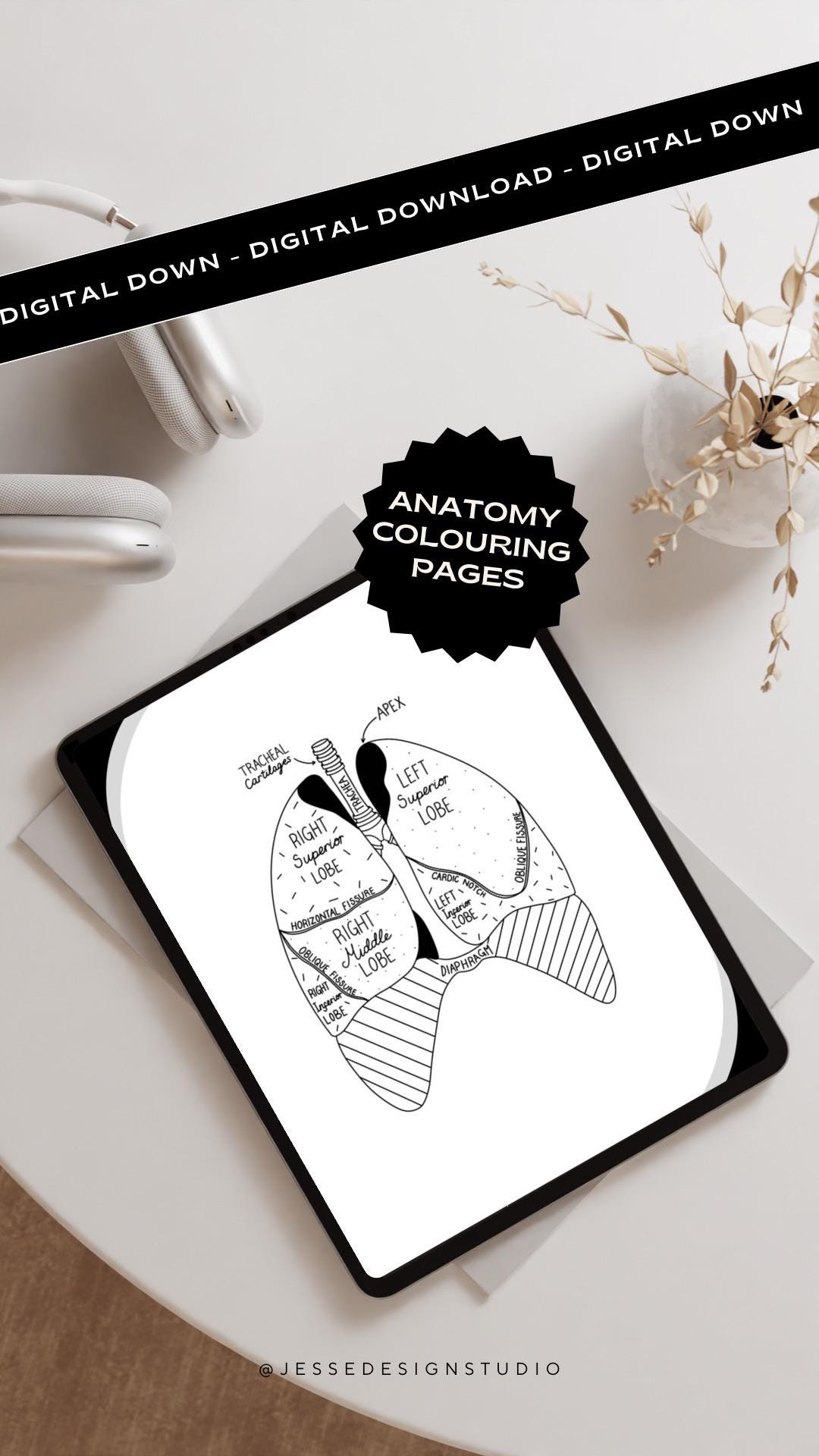 Digital Anatomy Educational Colouring Page Study Page for Students ...