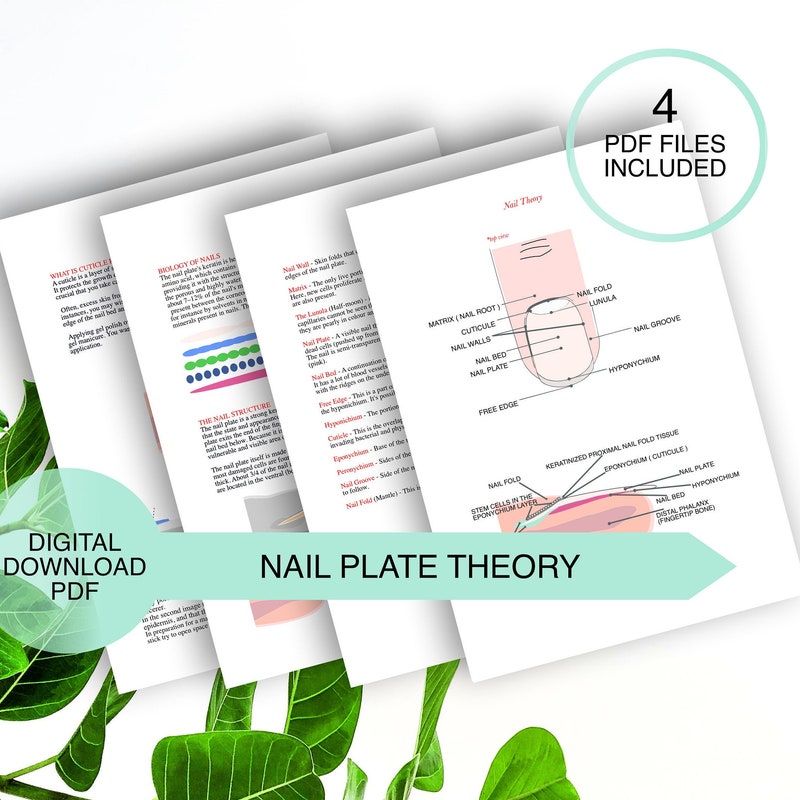 Anatomy Plates - Etsy