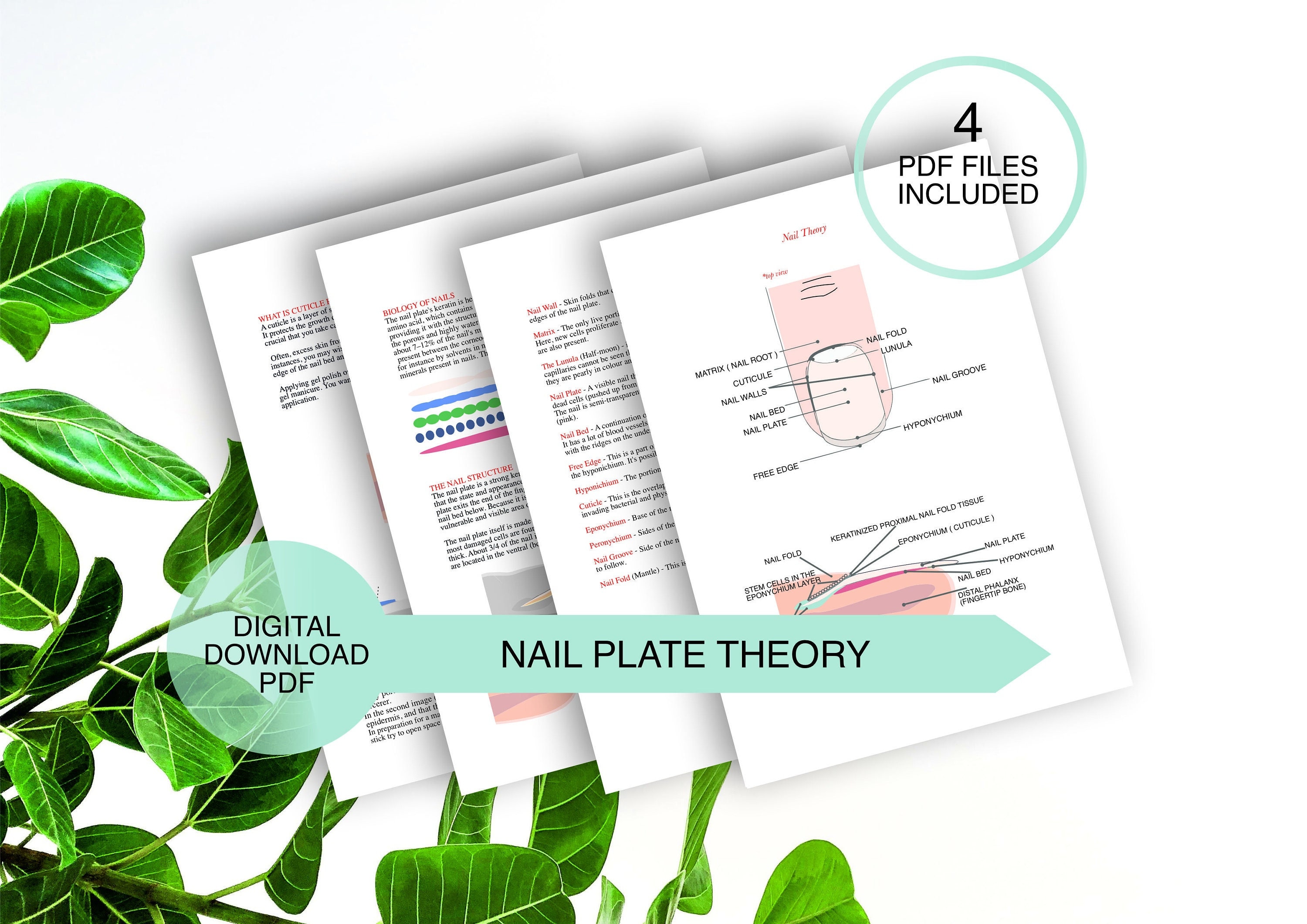 Nail Plate Theory Sheets, Fingernail Anatomy, Cuticle Removing Scheme ...