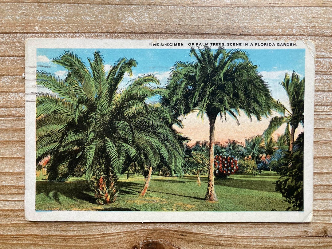 Fine Specimen of Palm Trees, Scene in a Florida Garden, Oct 21, 1921 ...