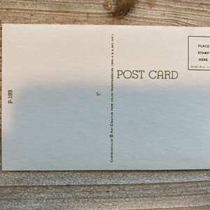 Stinkers Club Skunk Cartoon Curteich Vintage Humor Postcard - Etsy