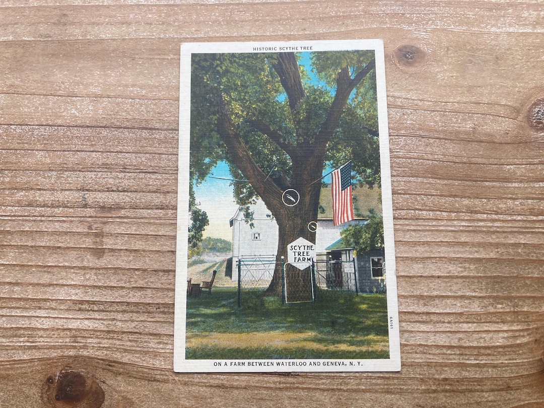 Historic Scythe Tree, on A Farm Between Waterloo and Geneva, NY, Curt ...