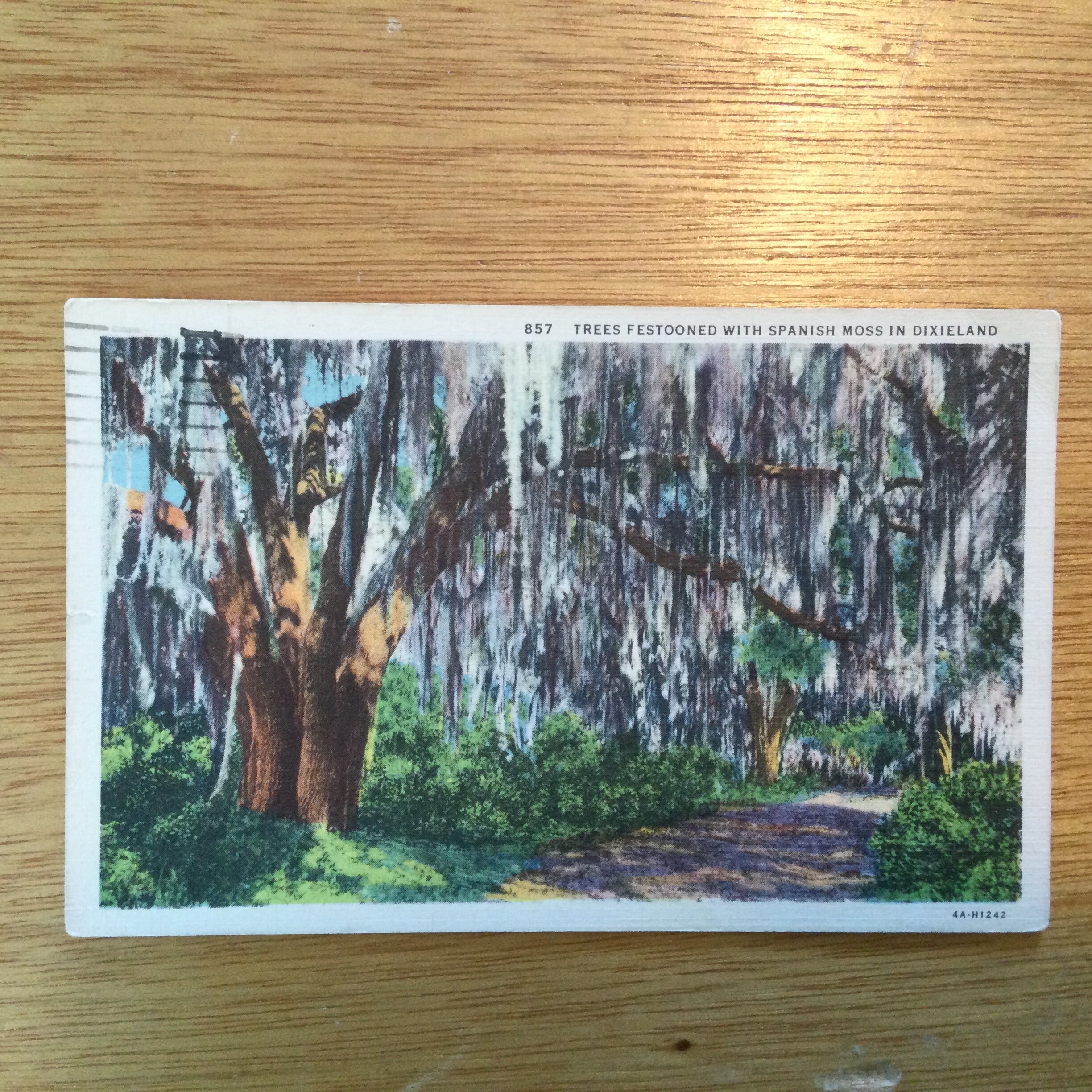 Trees Festooned With Spanish Moss in Dixieland Canceled Stamp 1950 ...
