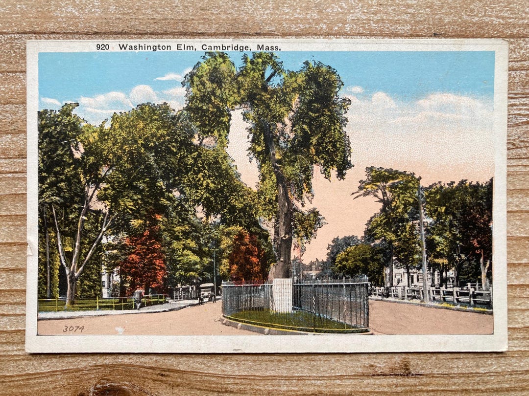 Washington Elm, Cambridge, Massachusetts, George Washington, History ...