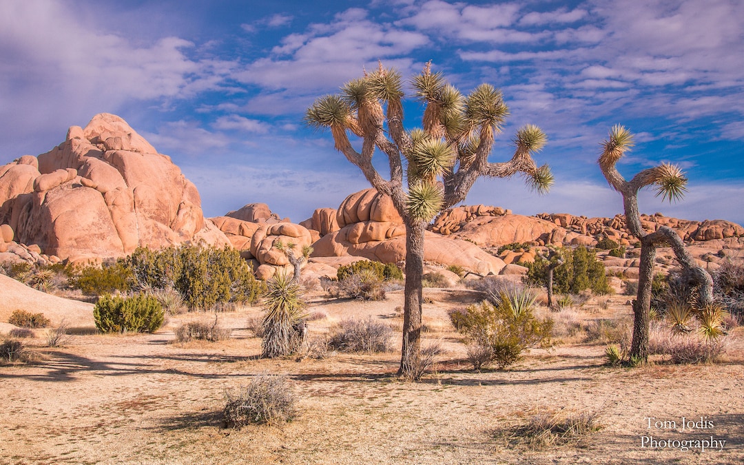 Joshua Tree National Park Print Desert Landscape Art Fine Art Print ...