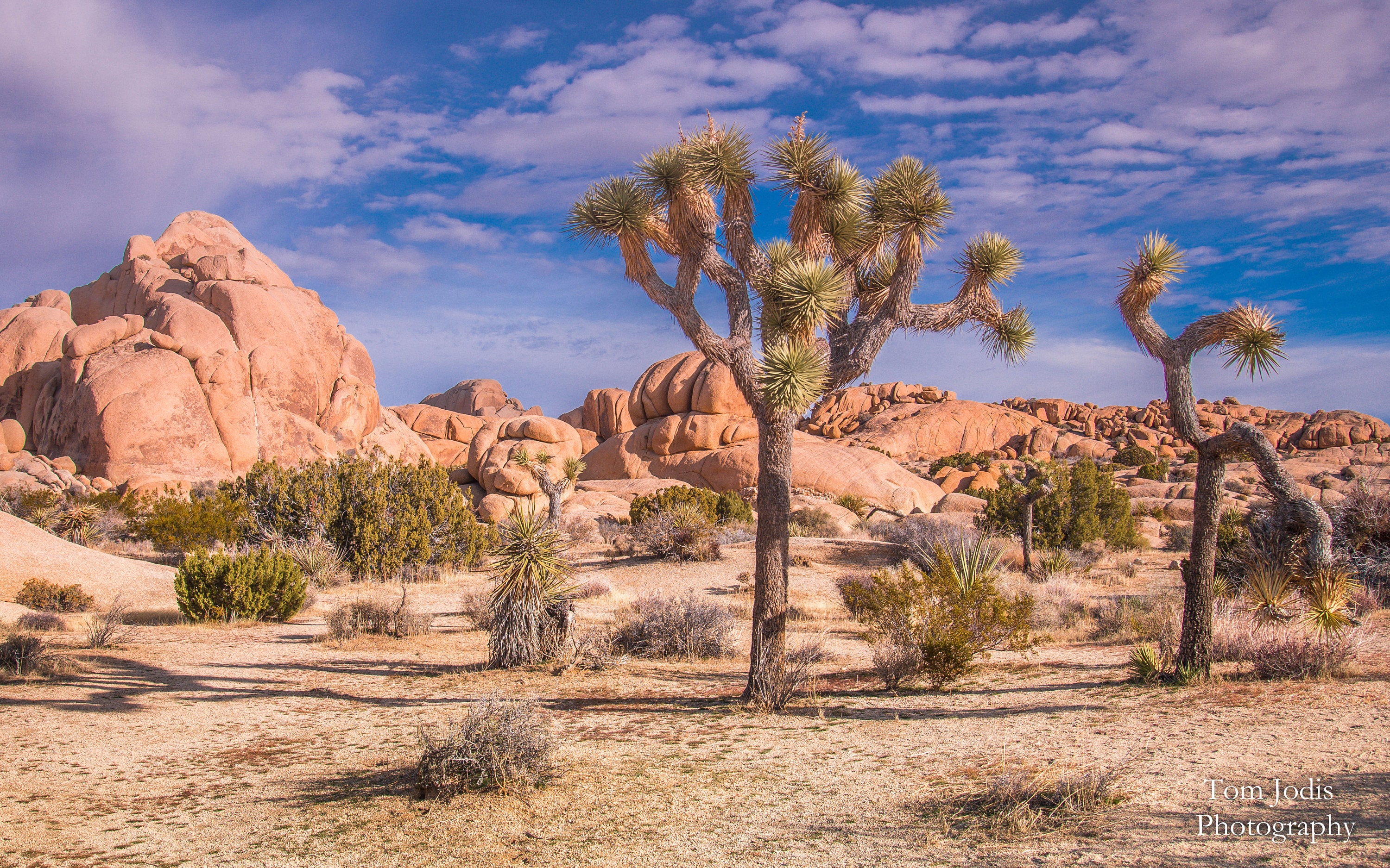 Joshua Tree National Park Print Desert Landscape Art Fine Art Print ...