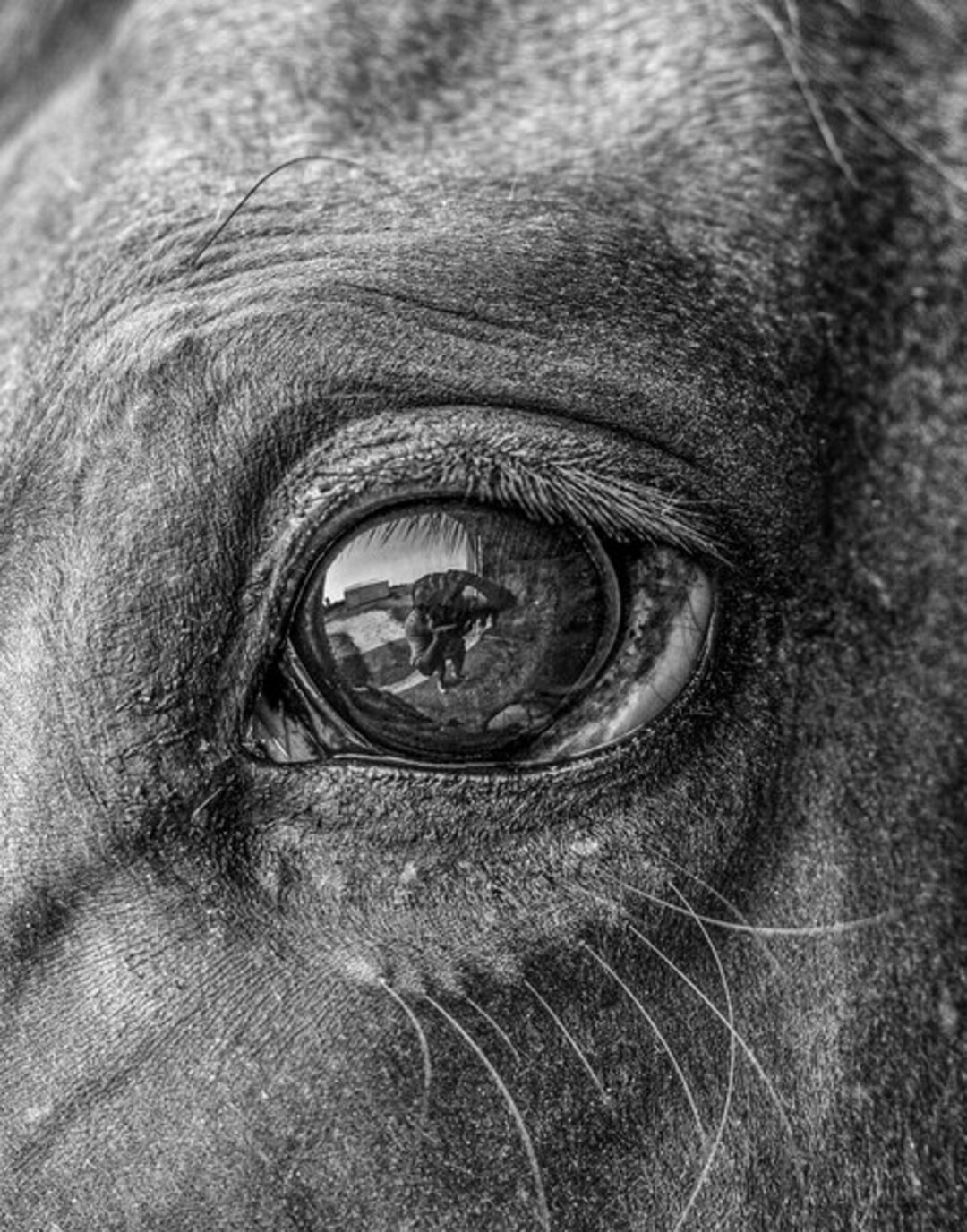 Reflection Equine Thoroughbred Horse Fine Art Print Black & White Print ...
