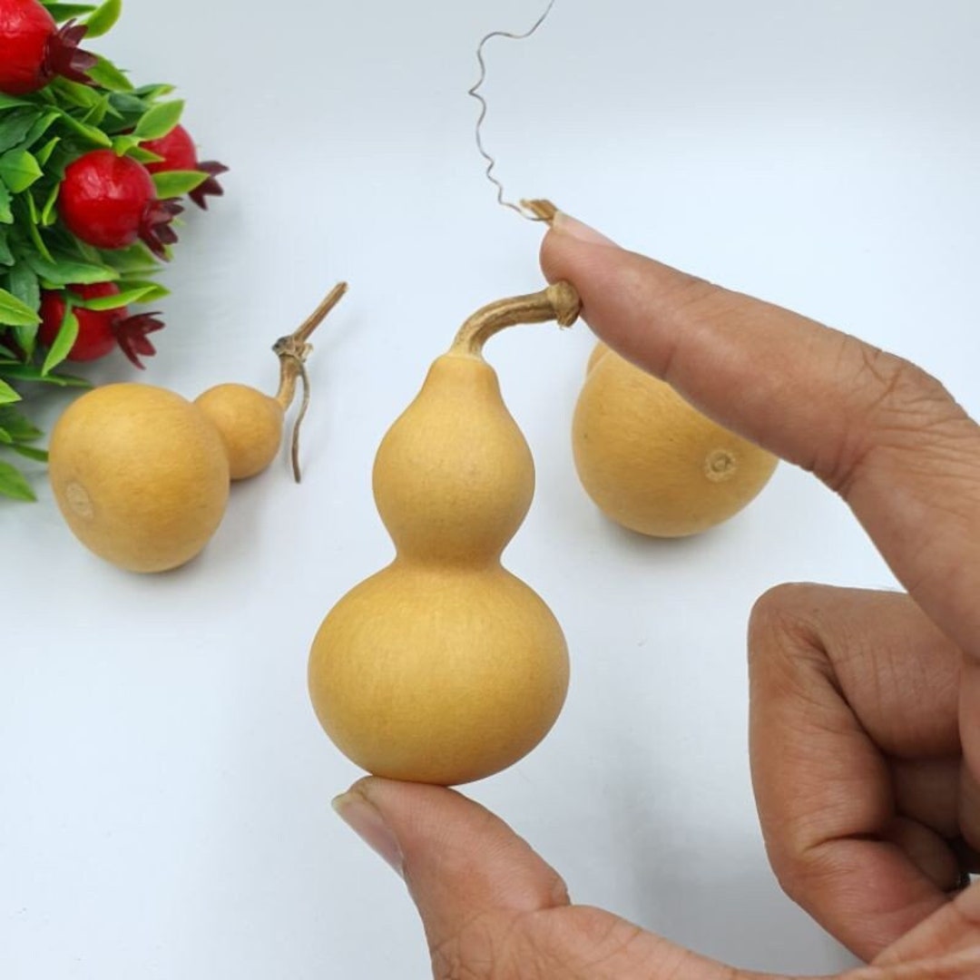 5 Pcs, Dried Gourds Small Size for Decorations, Product From Thailand ...