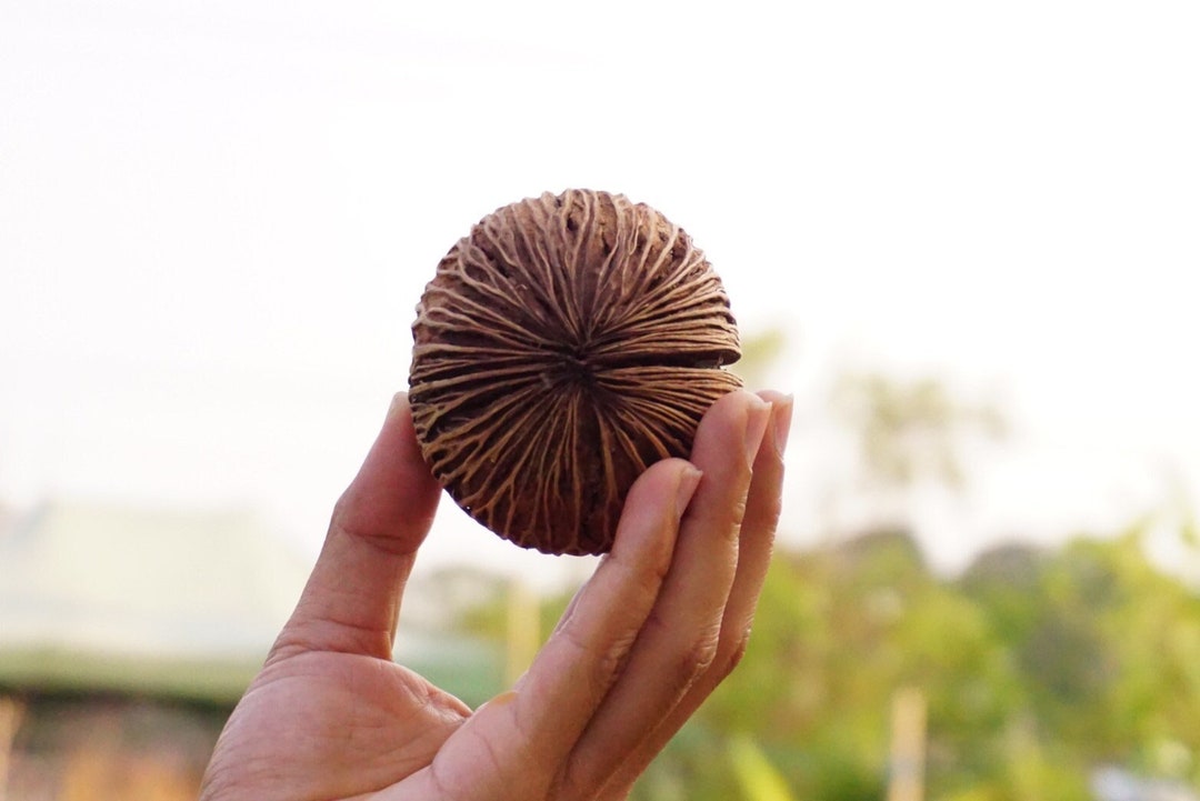 5 Dried Pong Pong Tree known as Indian Devil Mintola Fruit Pods mixed ...