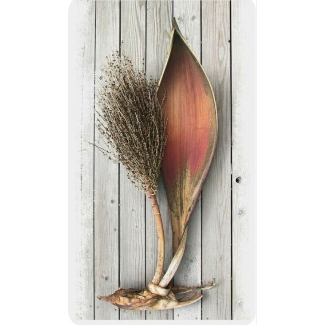 Minimal & Vintage Style, Dried Coconut Flower Pod dried Palm Paddles ...