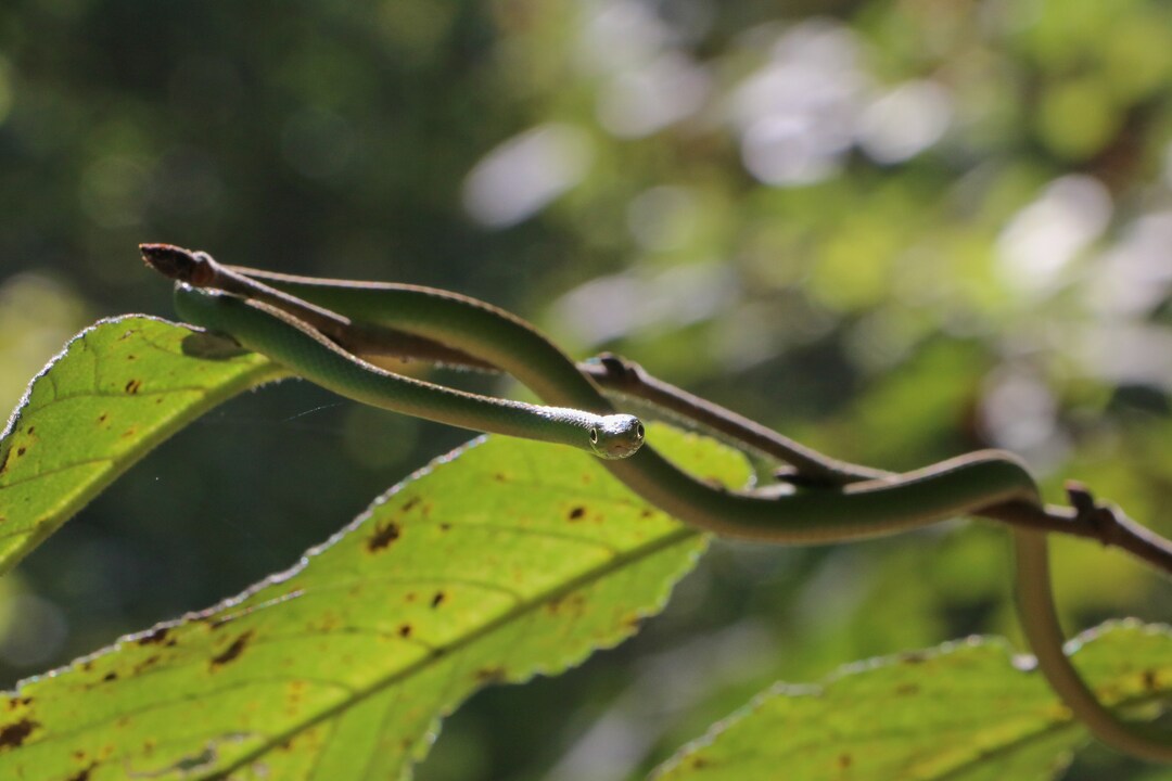 Rough Green Snake in a Tree Dramatic Light Animals Fine Art Wildlife ...
