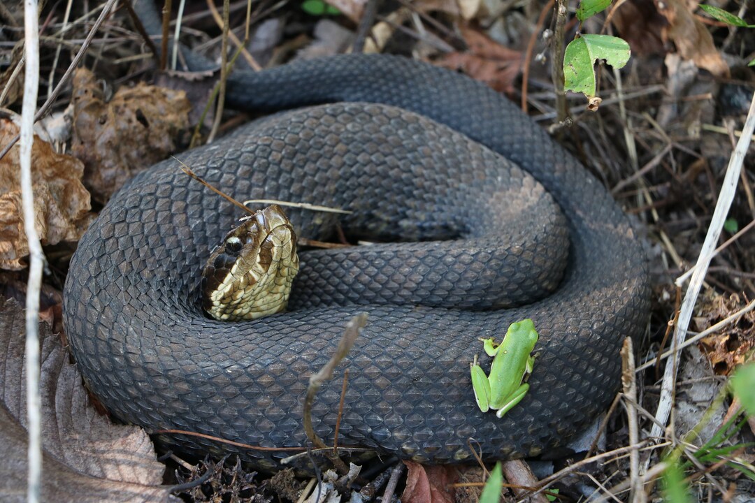 Green Tree Frog on a Snake Cottonmouth Animals Fine Art Wildlife ...