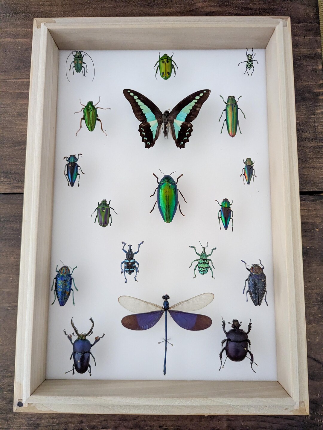Insect Bug Shadow Box 9x13 Display Frame With Assorted Beetles ...