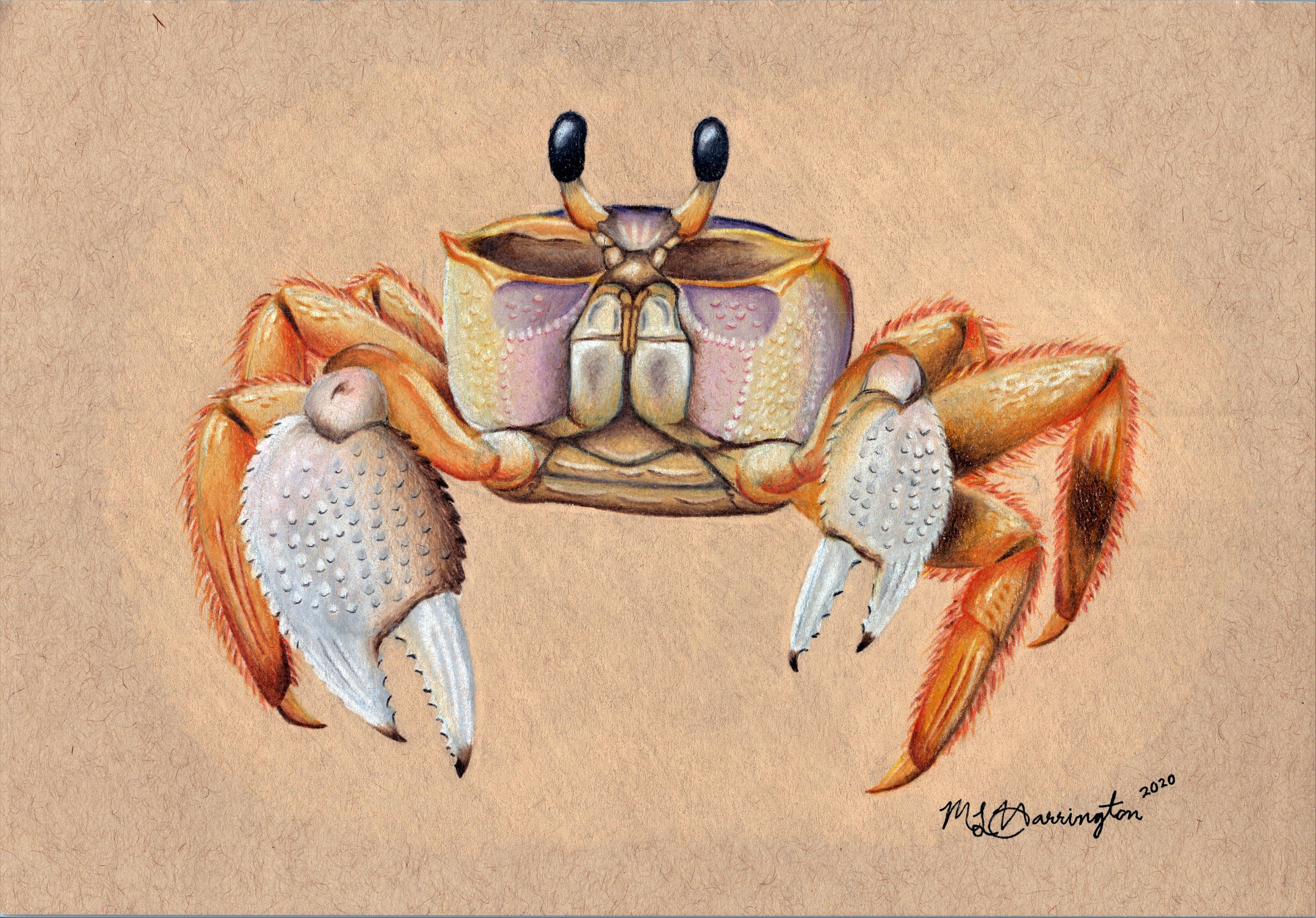 Ghost Crab - Print - Etsy