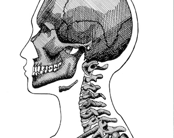 Skeleton Profile - Etsy
