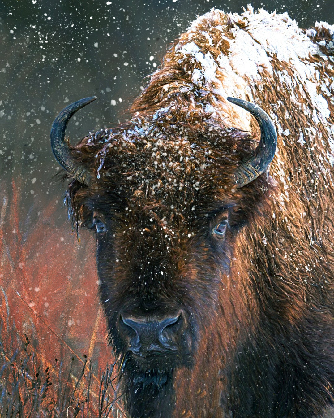 Bison Wall Art, Buffalo Wall Art, Bison Print, Bison Canvas, American ...