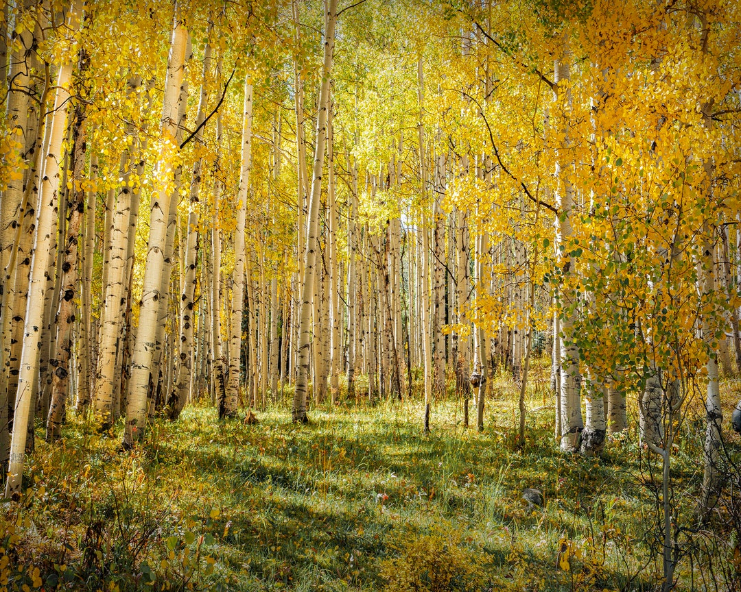 Colorado Fall Wall Art, Colorado Mountains Art, Autum Aspens Art ...