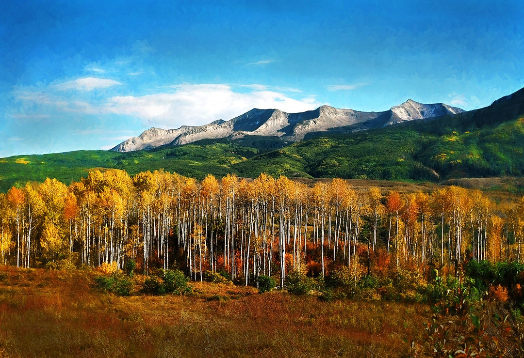 Colorado Fall Print, Fall Aspen Trees Canvas, Autum Aspen Trees Photo ...