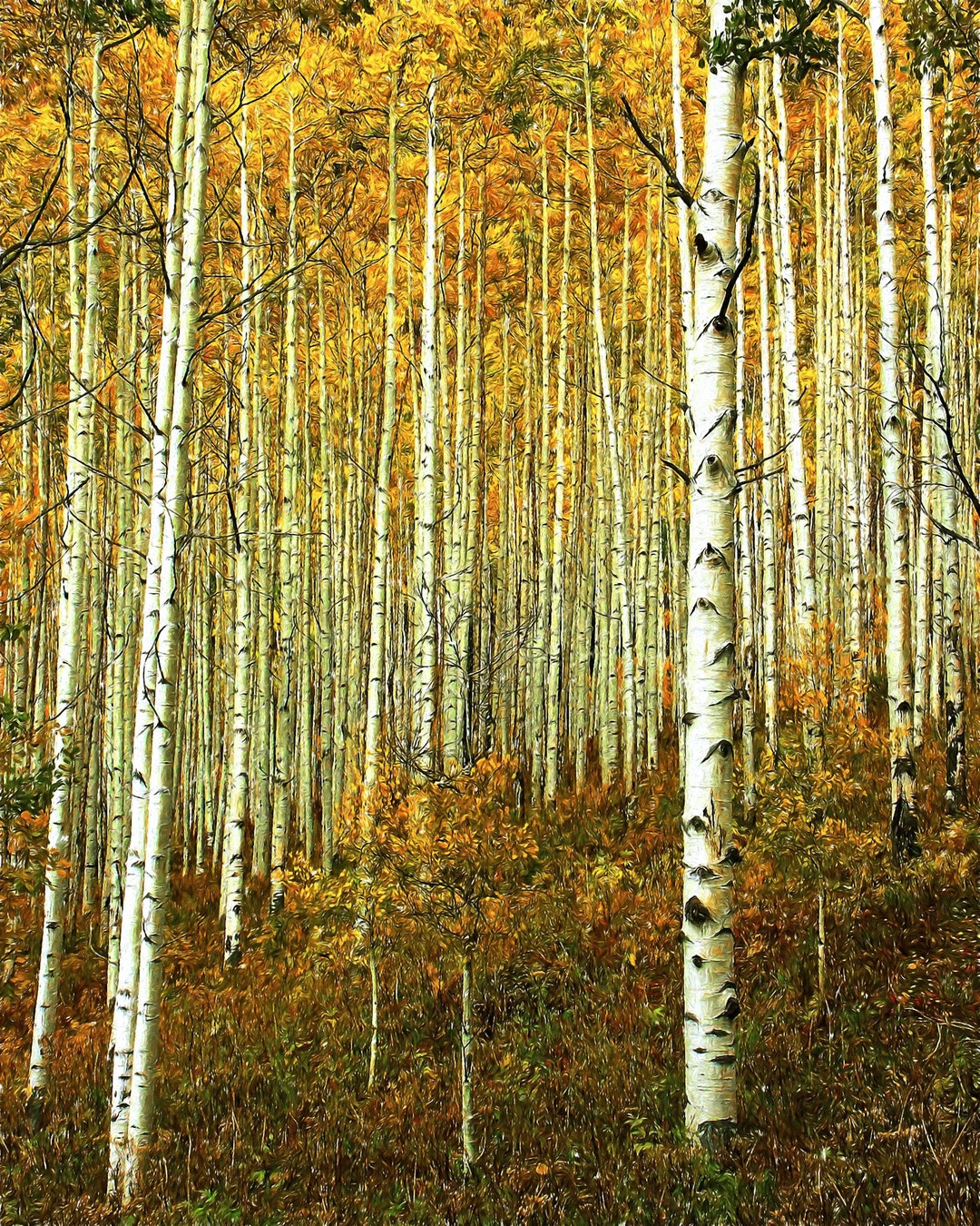 Colorado Fall Wall Art, Colorado Mountains Art, Autum Aspens Art ...