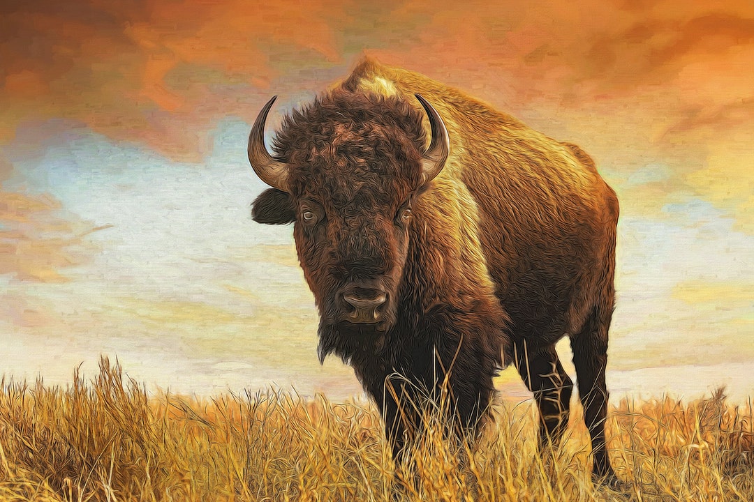 Bison Art Print, Buffalo Print, Bison Canvas Art, Bison Canvas, Bison ...