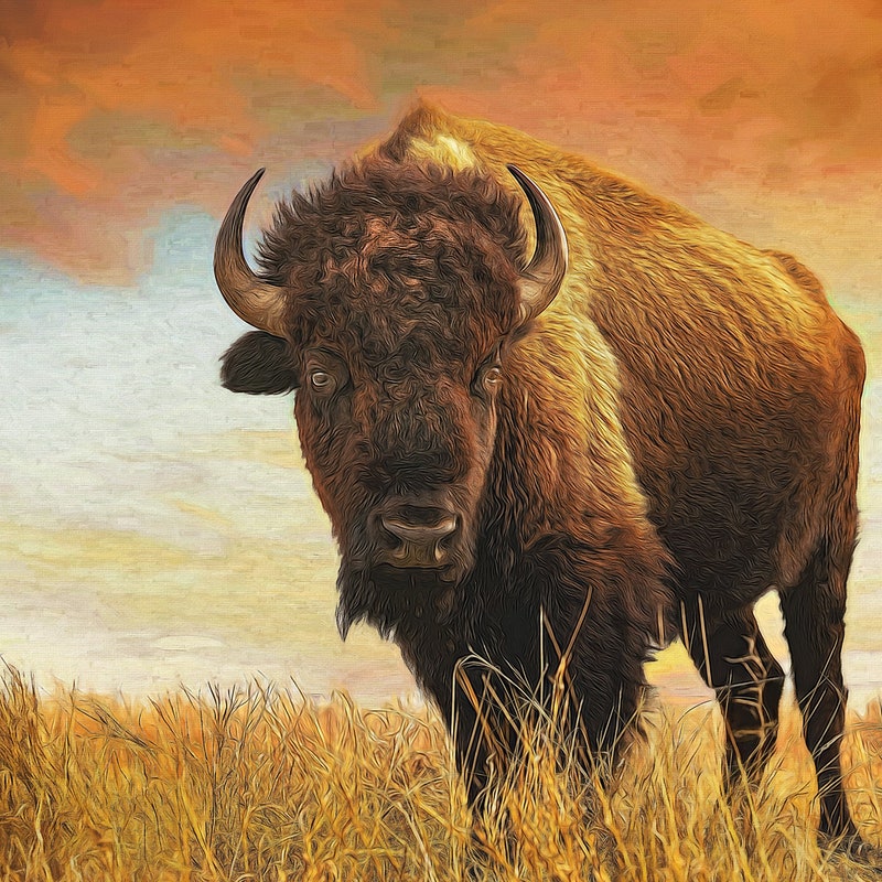 Buffalo Print - Etsy