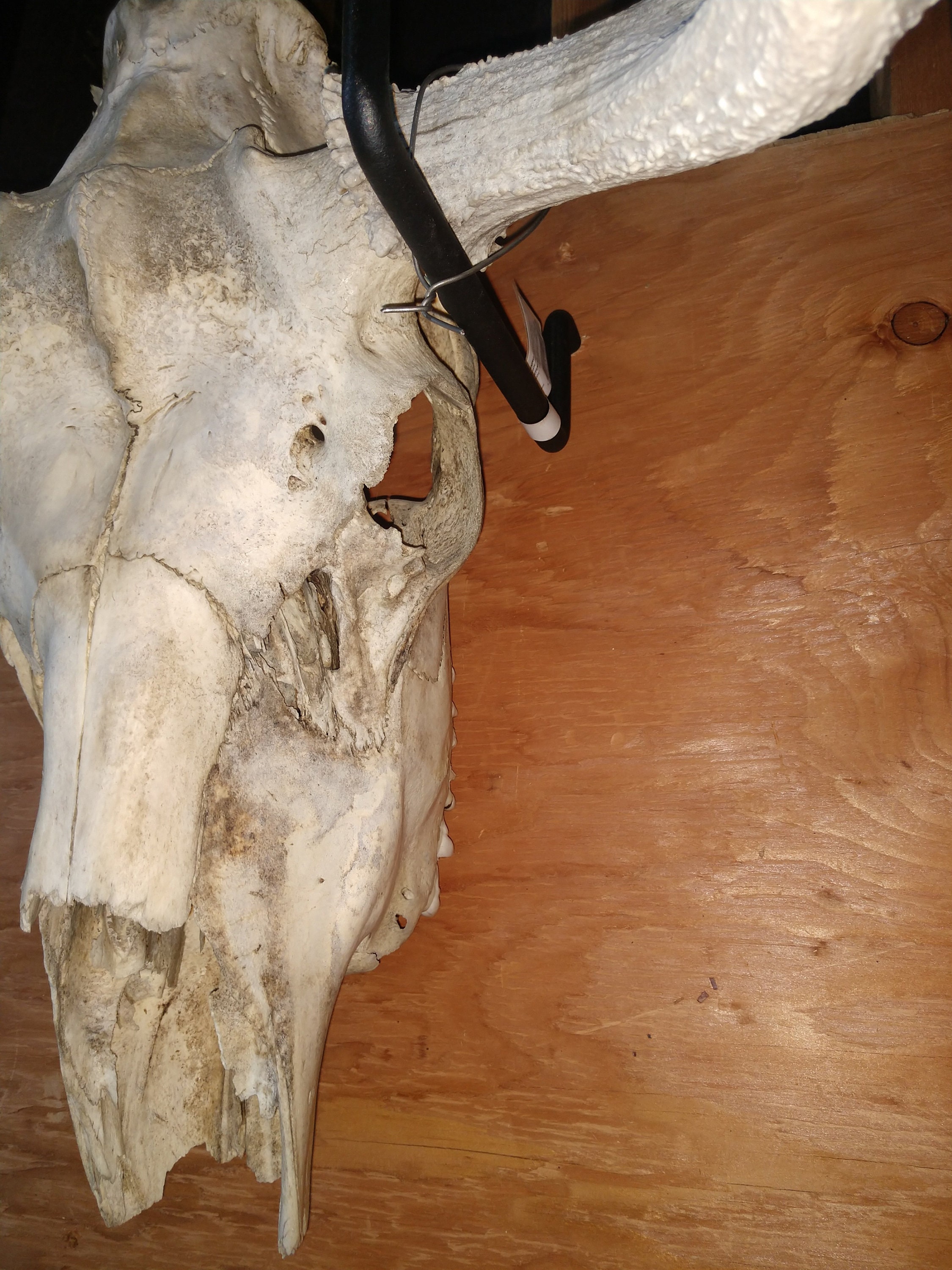 Real Moose Skull - Etsy