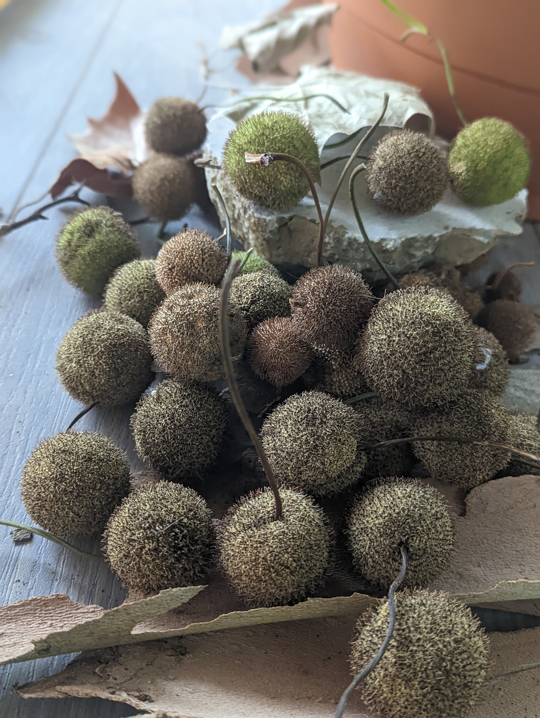 Sycamore Tree Fruit Balls