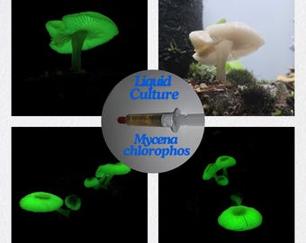 Glow in the Dark Bioluminescent Mushroom Liquid Culture, Panellus ...