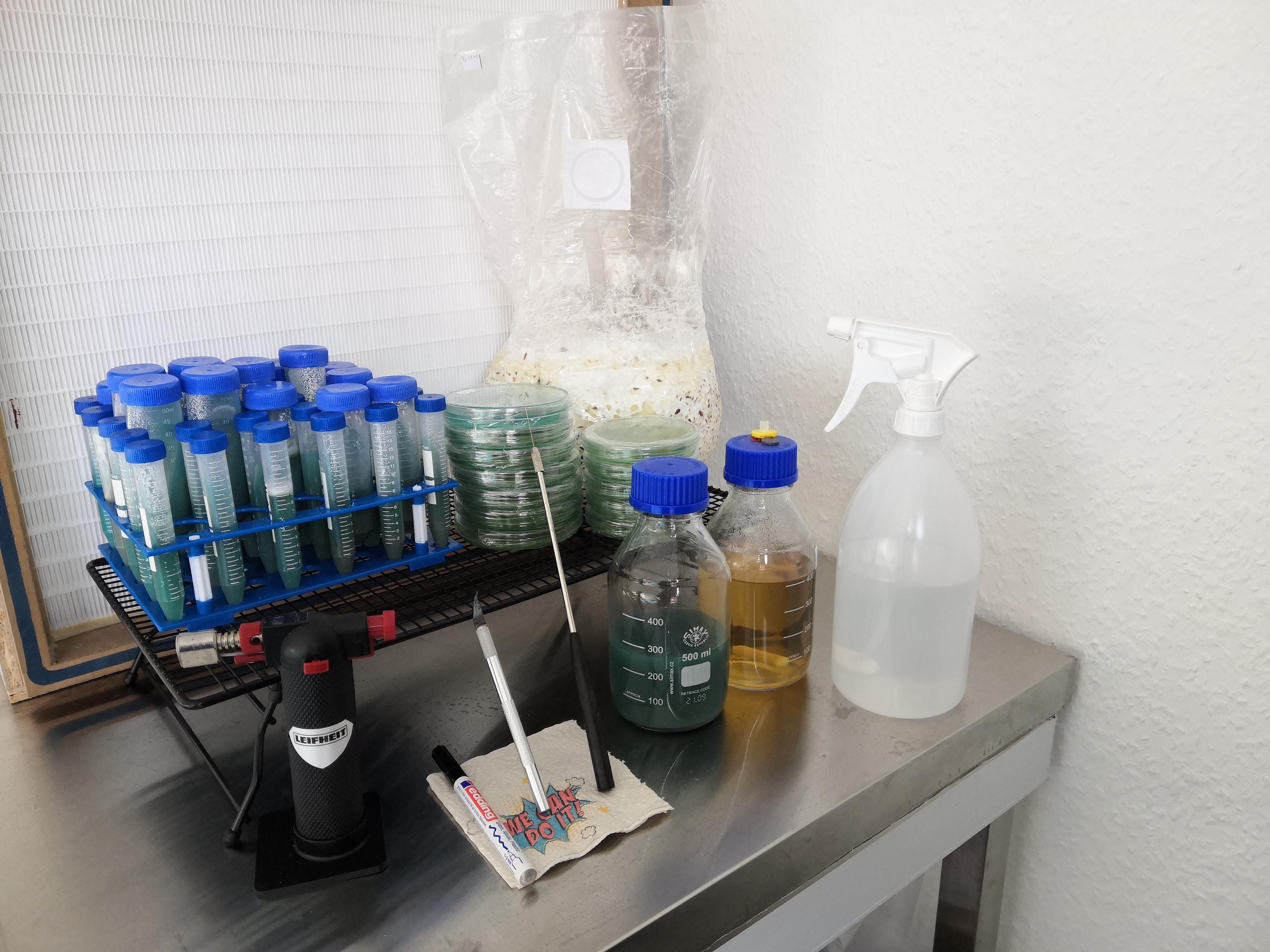 Kit de cultivo de hongos bioluminiscentes que brillan en la oscuridad ...