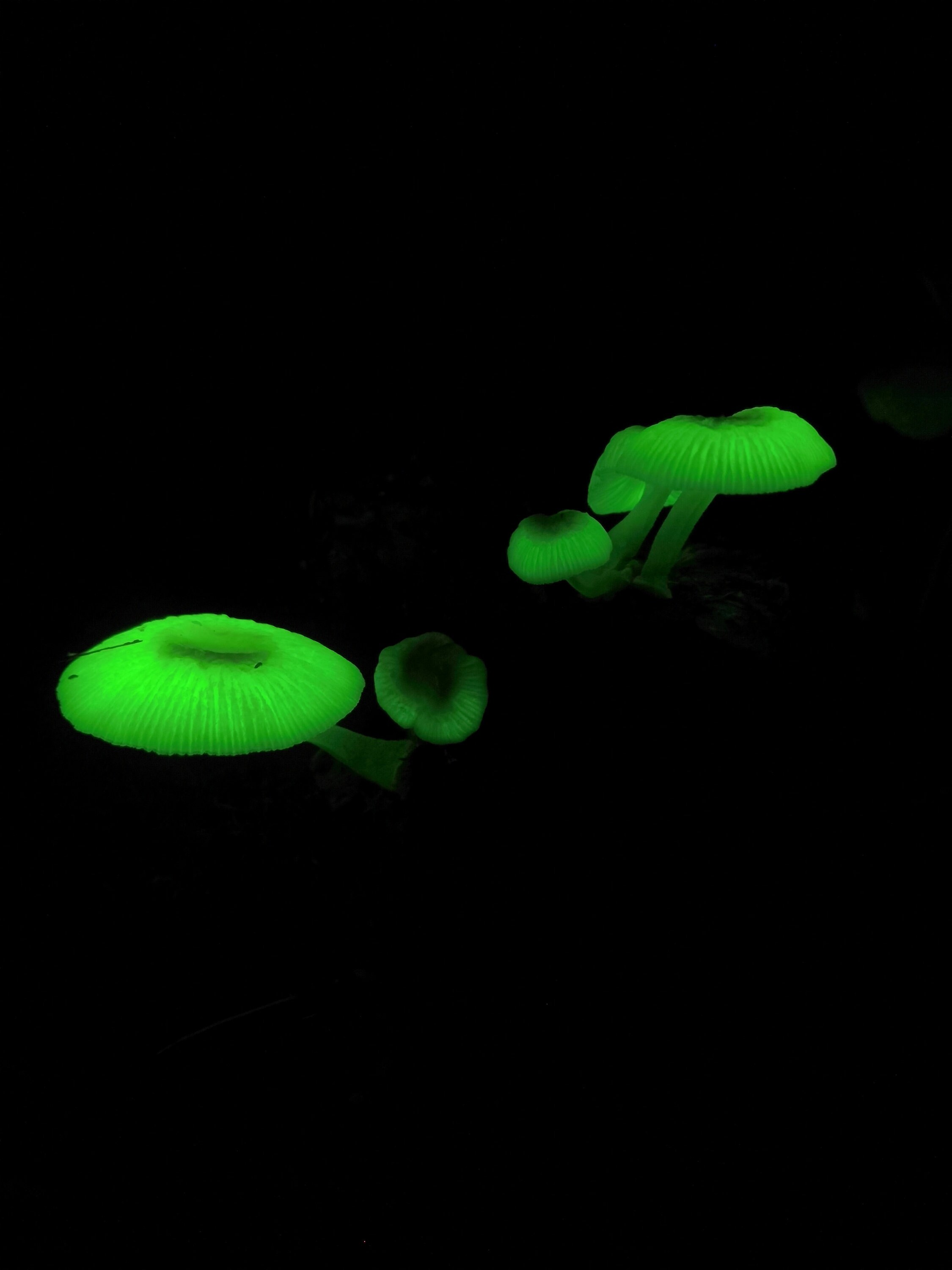 Buy Glow in the Dark Bioluminescent Mushroom Liquid Culture Bundle of ...