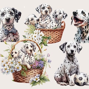 Dalmatian Watercolor Clipart, Spotted Dog, Puppies in a Basket, Puppies ...