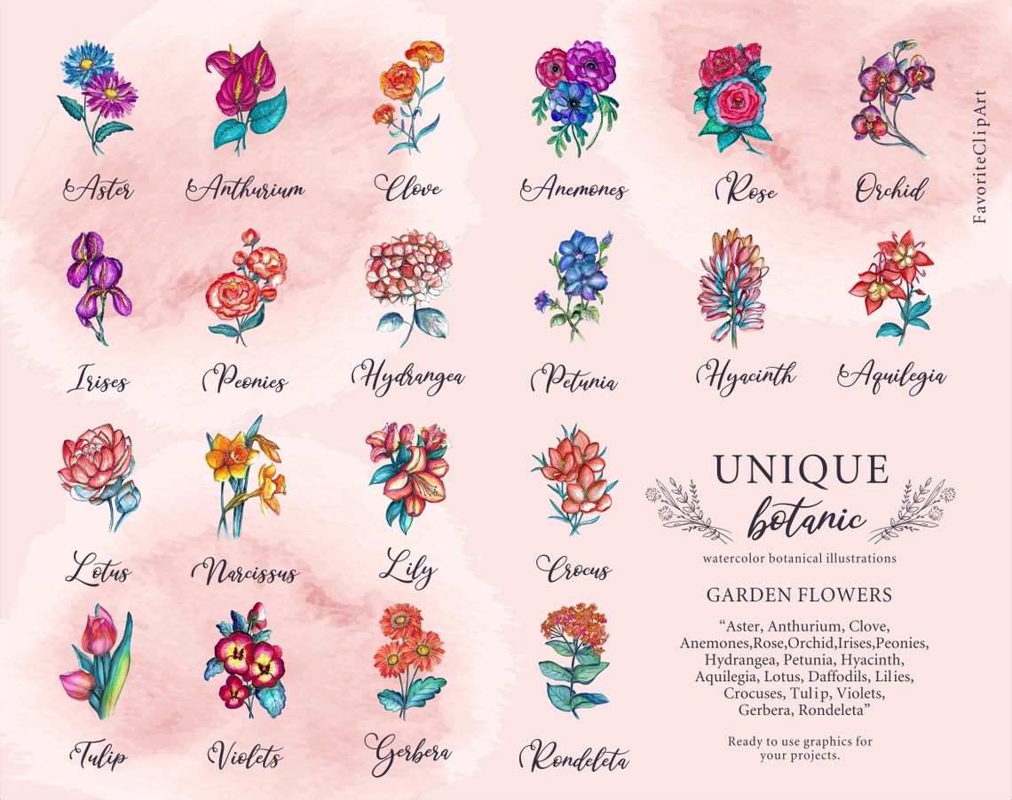 Collection of Watercolor Flowers in COLD Colors. Peony - Etsy