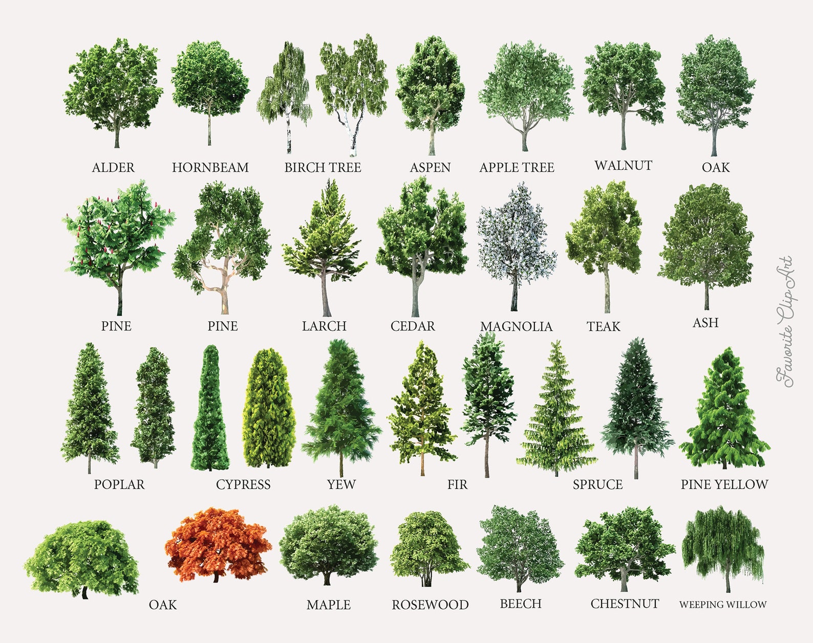 32 Tree Species Clipart Vector Trees Tree Silhouettes - Etsy Canada