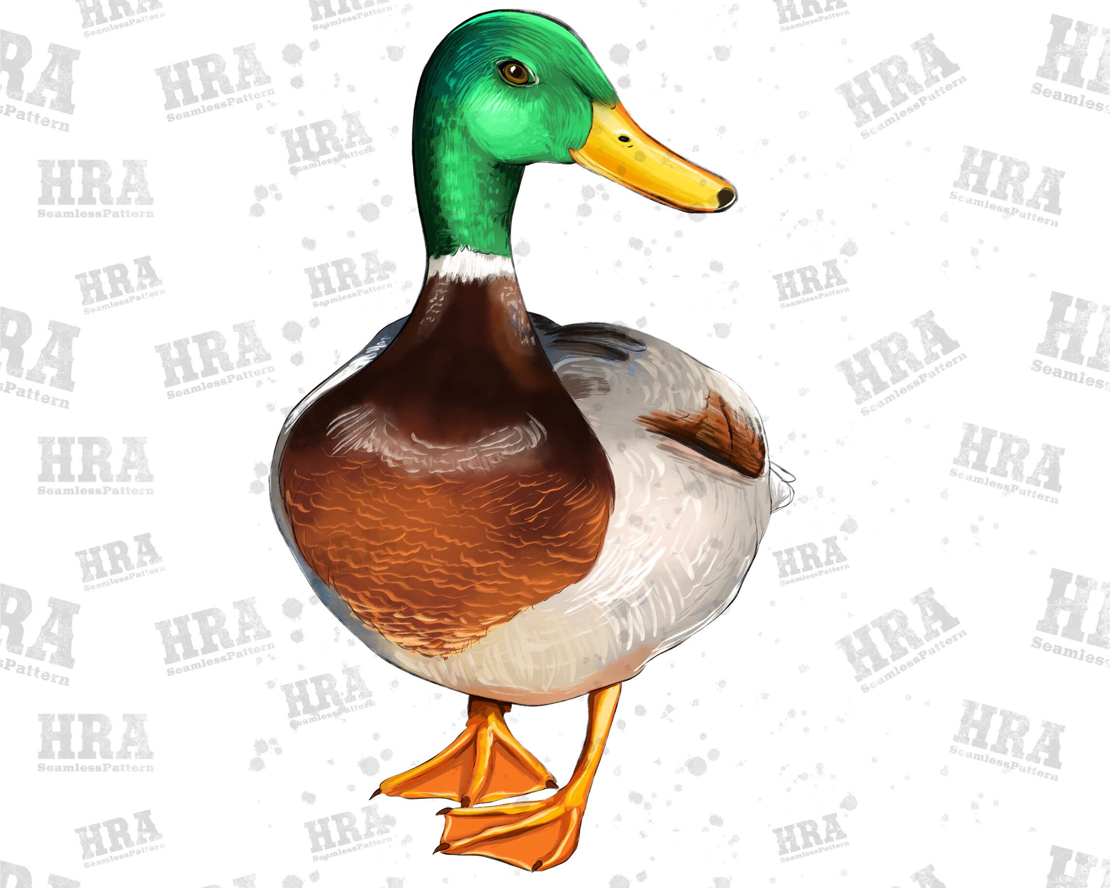 Clipart Mallard Duck