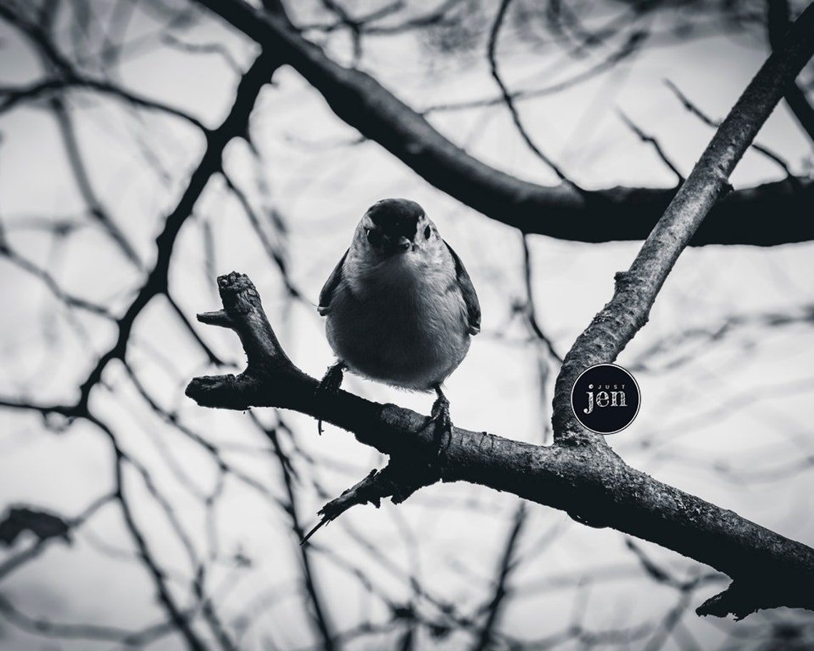 Black and White Bird Photography, Bird Wall Art, Bird Lovers, Black ...