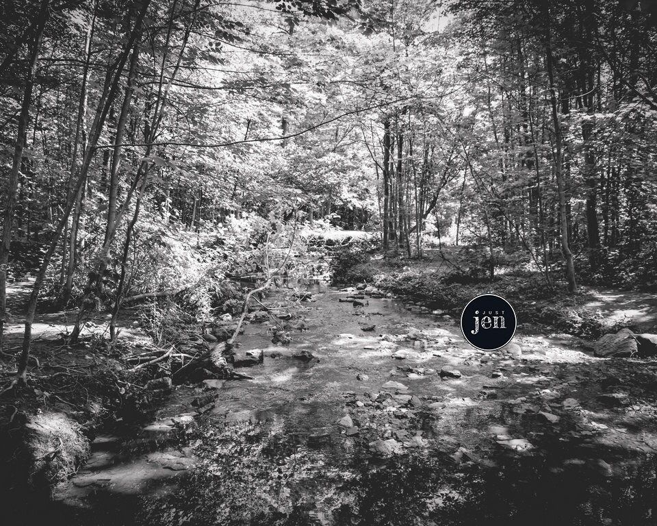 Black and White Nature Photography, Forest Photography, Black White ...