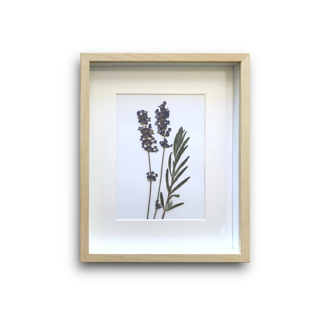Dried Lavender Sprigs - Real Pressed Flowers & Leaves - Botanical Home ...