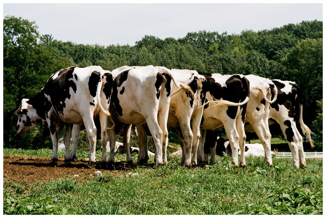 Holstein Lineup - Etsy