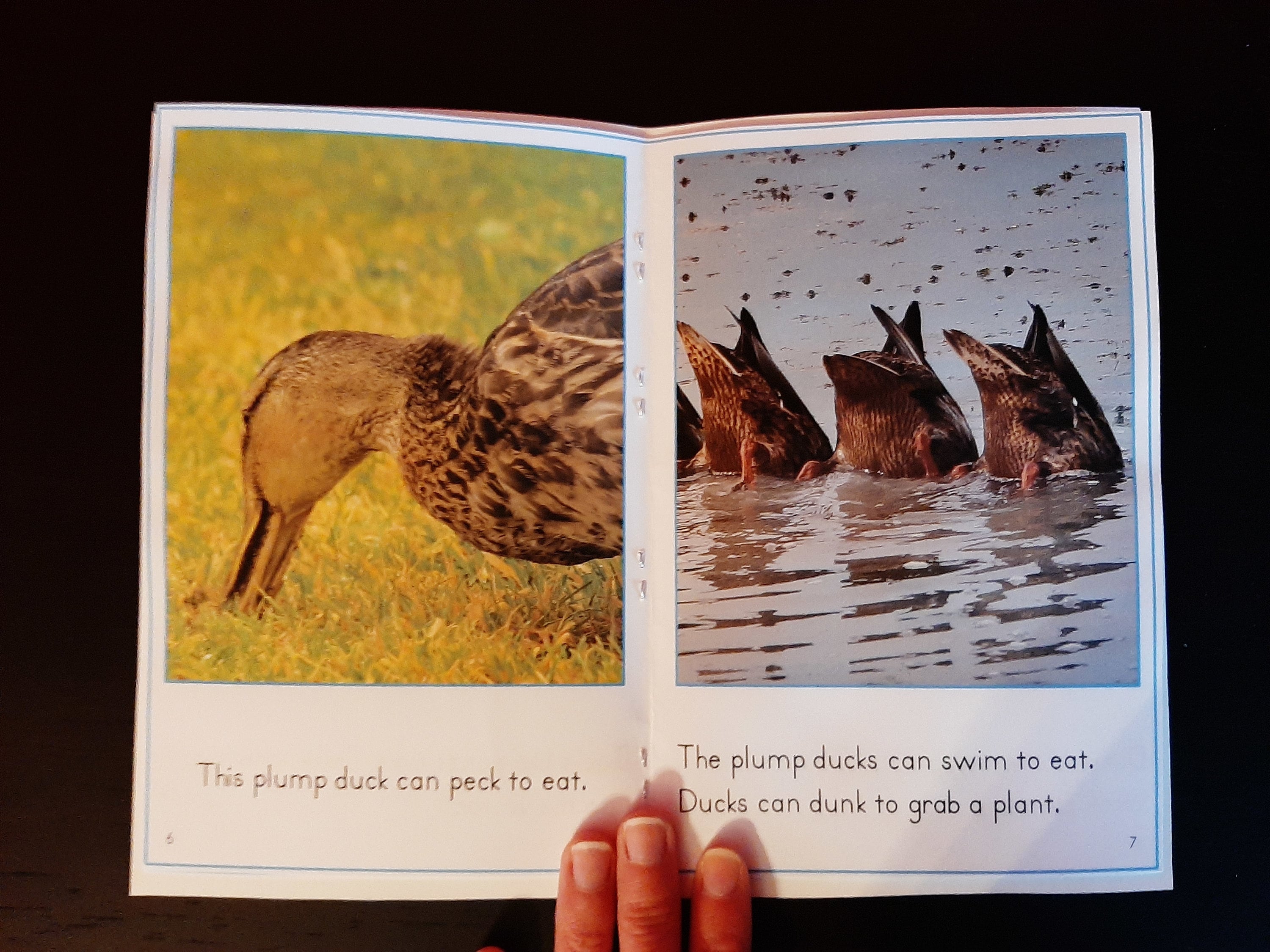 Nonfiction Decodable Readers blends | Etsy